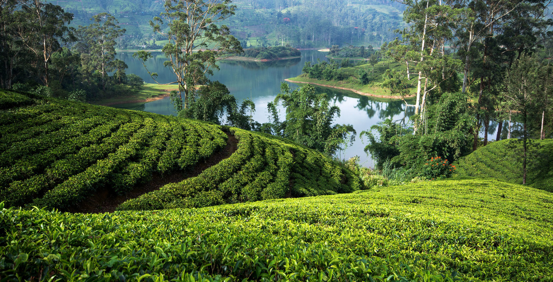 Okwin Resort : Nawalapitiya – Come in as guests. Leave as family.